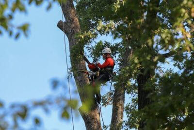 Anlaby Tree Services